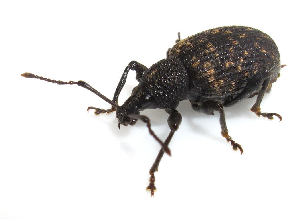 Pest I.D